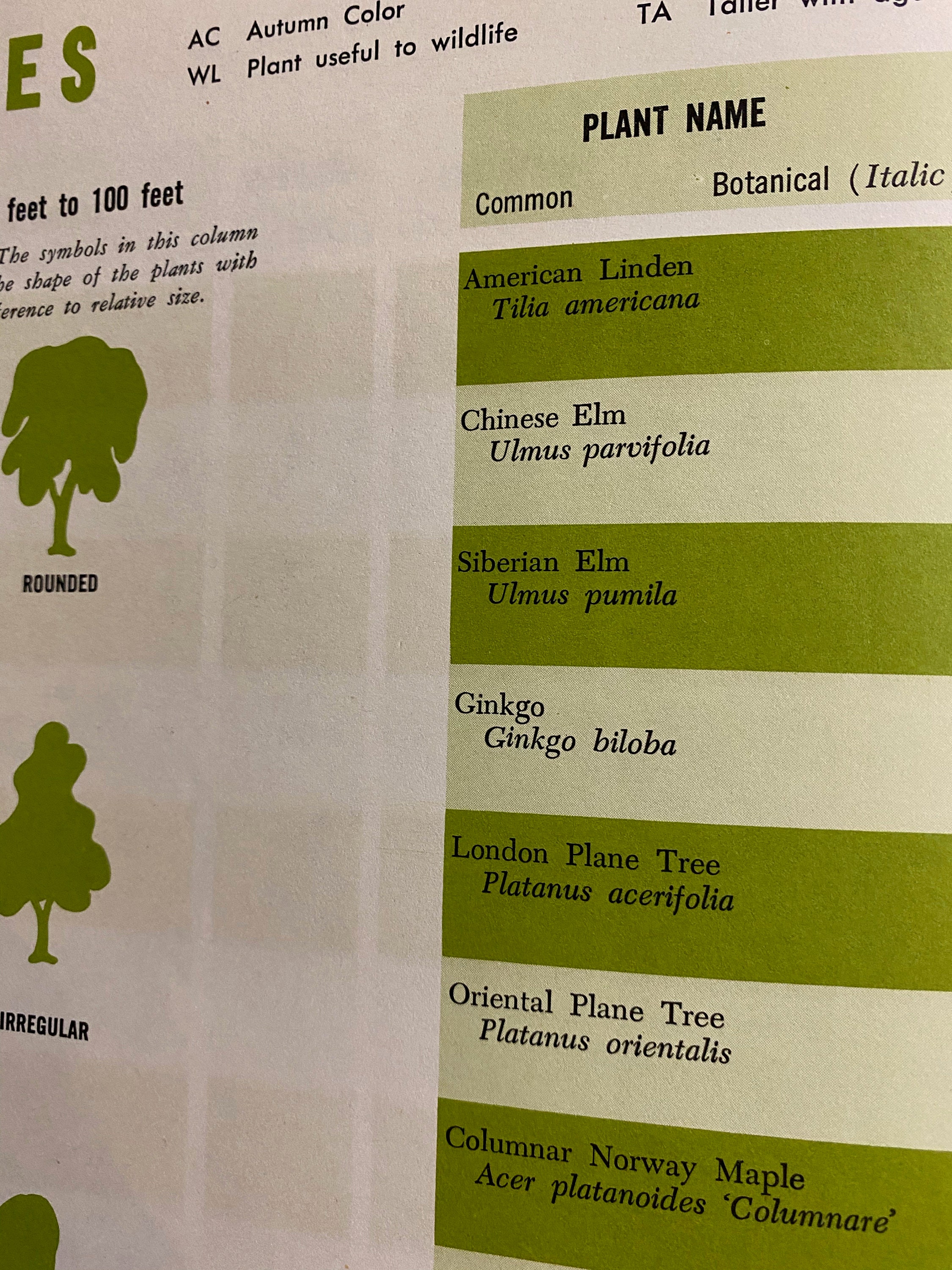 Ornamental Deciduous Trees for Michigan: Joseph Cox - Etsy