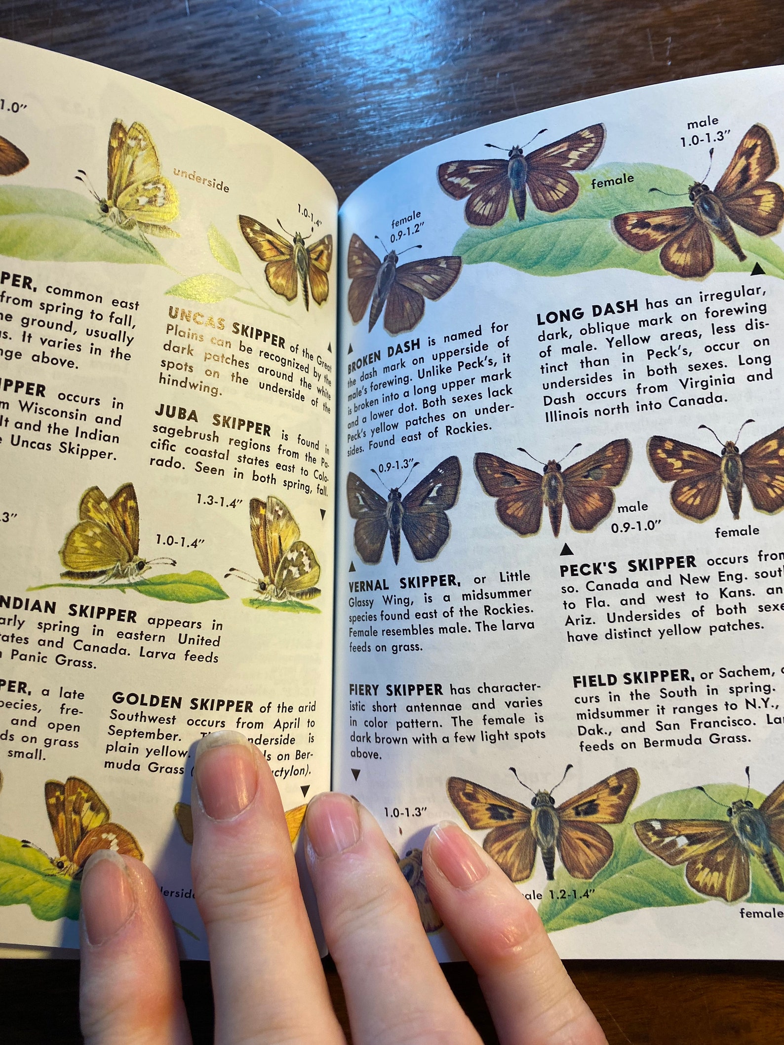 Butterflies and Moths Golden Nature Guide - Common Species Illustrated ...