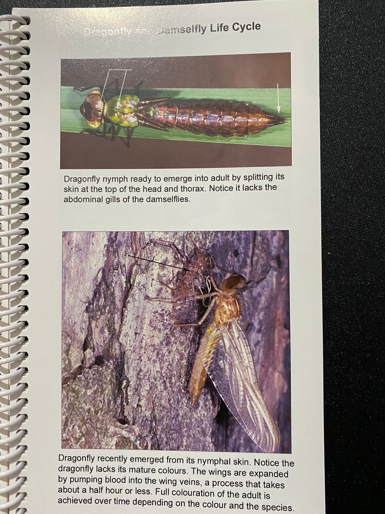 Dragonflies and Damselflies of Southwestern Ontario (canada) - Photo ...