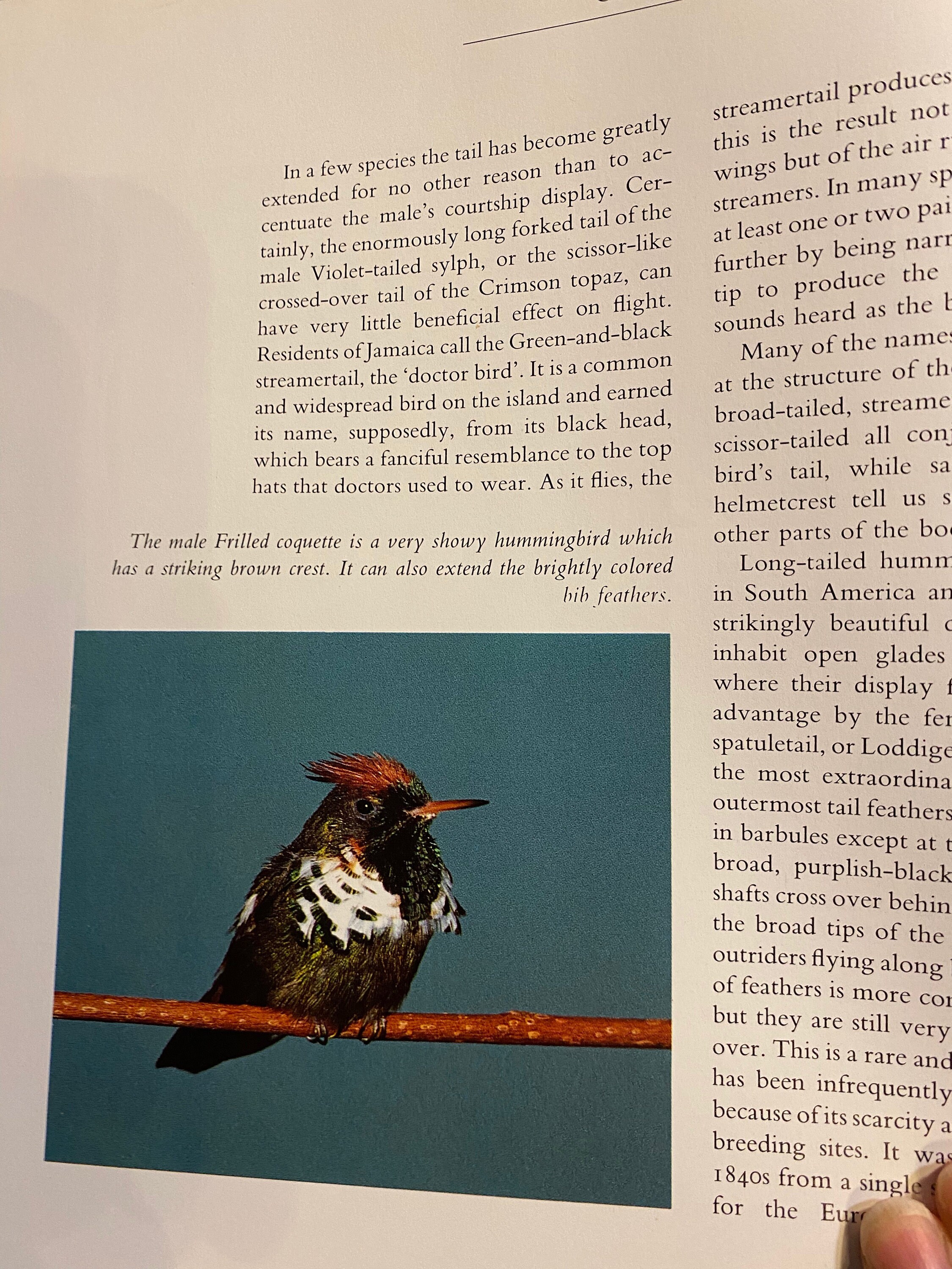 Hummingbirds Andrew Cleave 1990 Guide to Classification - Etsy