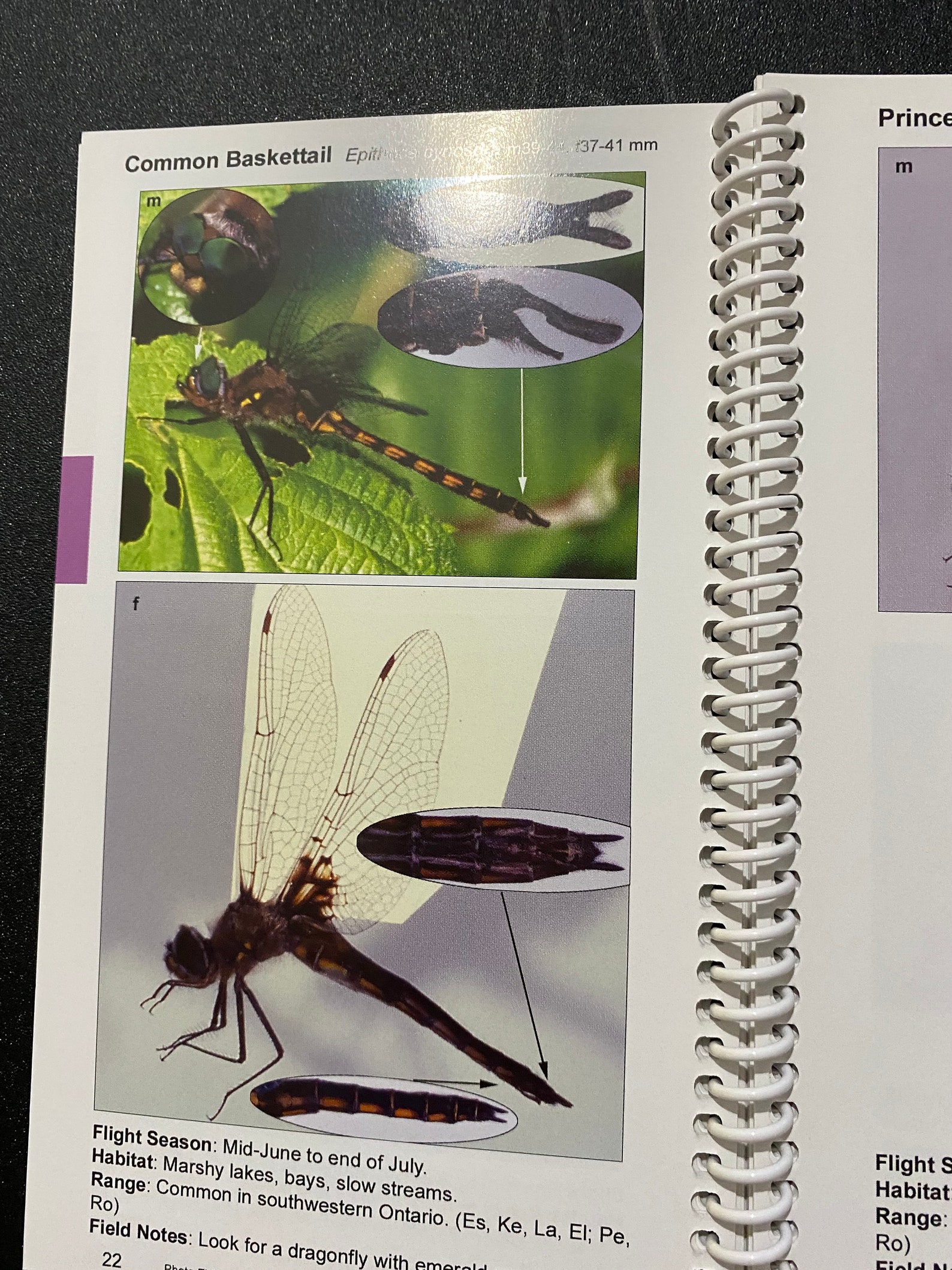 Dragonflies and Damselflies of Southwestern Ontario (canada) - Photo ...