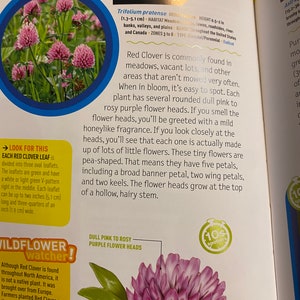 Wildflowers Ultimate Explorer Field Guide National Geographic Kids ...