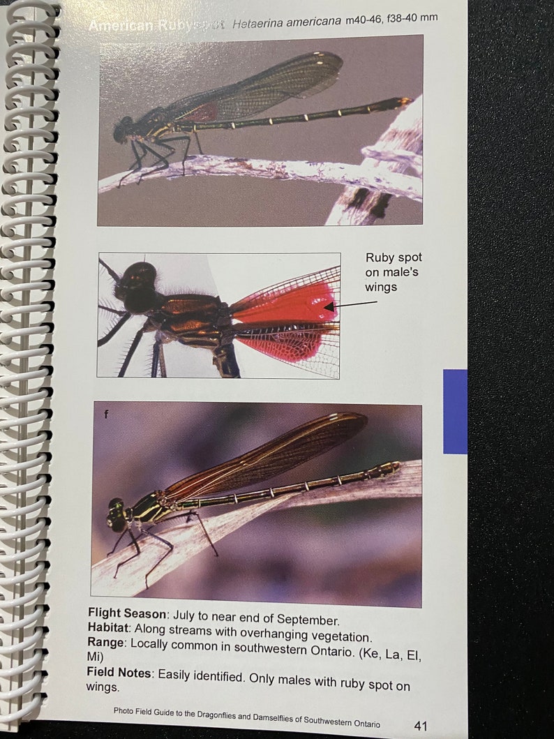 Dragonflies and Damselflies of Southwestern Ontario (canada) - Photo ...