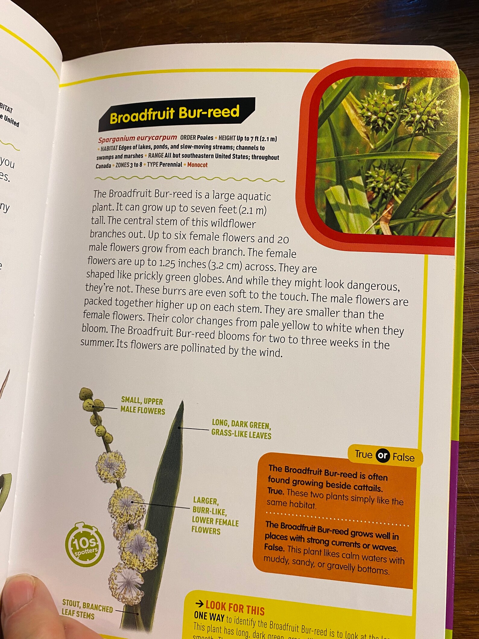 Wildflowers Ultimate Explorer Field Guide National Geographic Kids ...