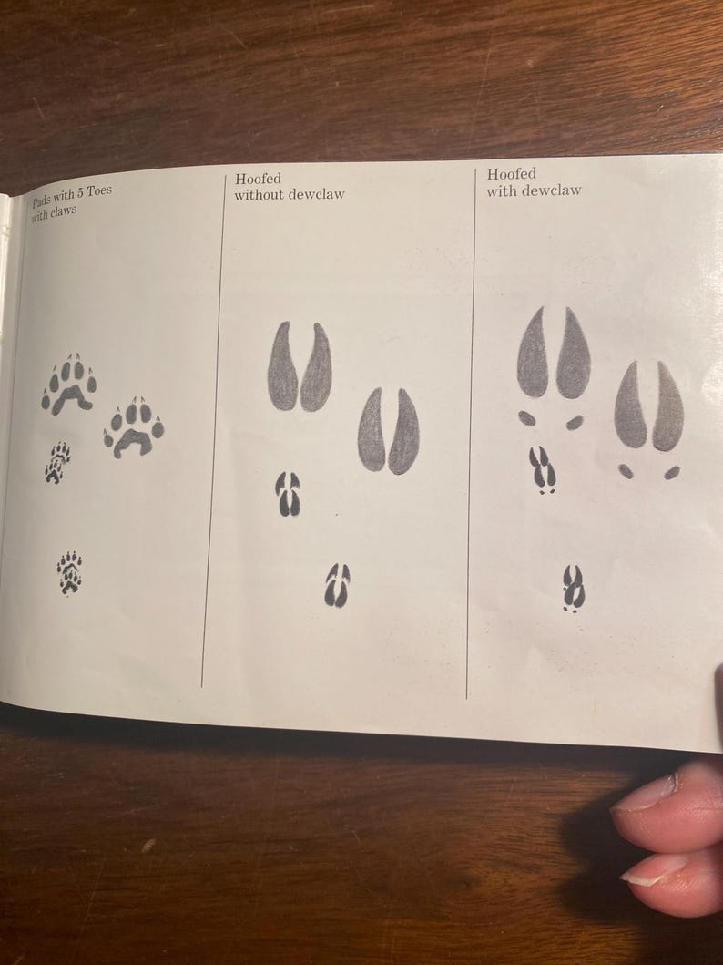 Guide to Familiar Mammals of North America - John Farrand, Jr 1992 ...
