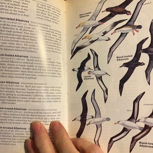 Birds of North America Field Guide to 2nd Edition - Shirley Scott ...