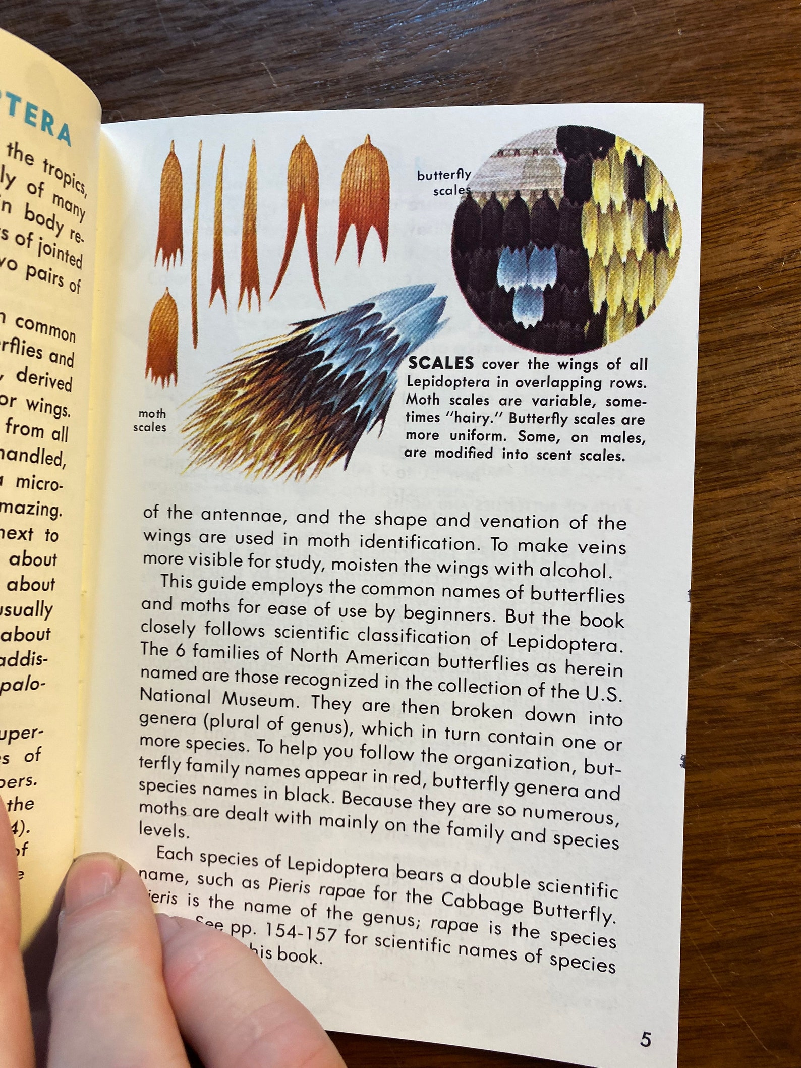 Butterflies and Moths Golden Nature Guide - Common Species Illustrated ...