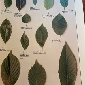 Trees in Britain Europe and North America - Guide - Roger Phillips ...