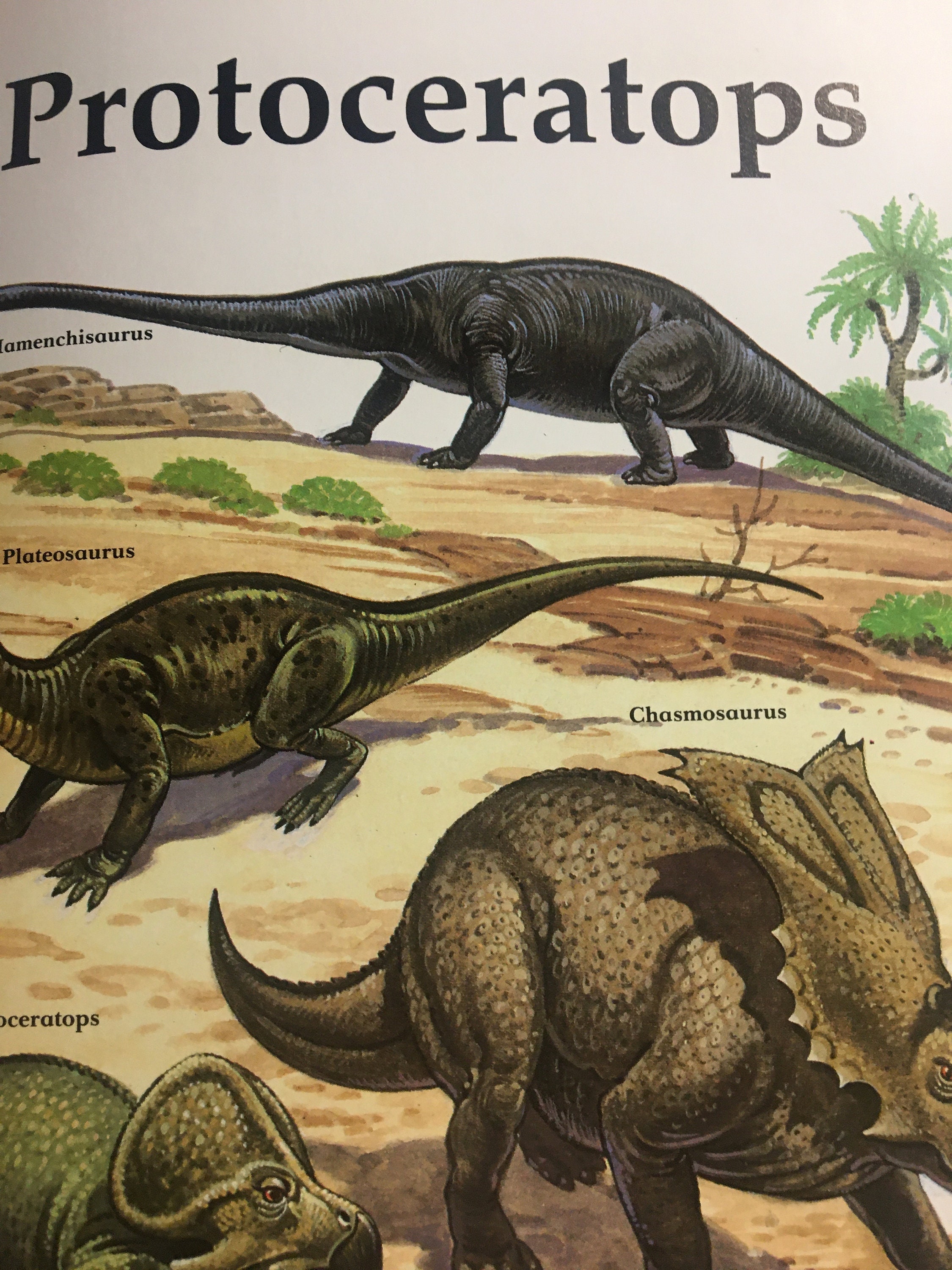 Protoceratops - Dinosaur - Story With Facts and Information to Teach ...