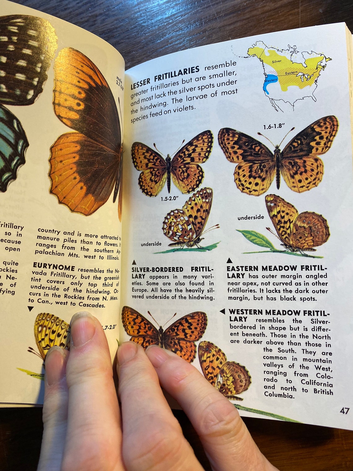 Butterflies and Moths Golden Nature Guide - Common Species Illustrated ...