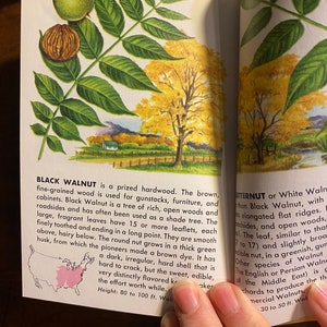 Golden Nature Guide Familiar American Trees Alexander Martin - Etsy