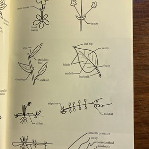 Michigan Wildflowers Upper / Lower Peninsulas - Harry Lund - 1988 ...