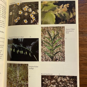 Michigan Wildflowers Upper / Lower Peninsulas - Harry Lund - 1988 ...