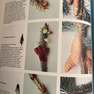 Trees in Britain Europe and North America - Guide - Roger Phillips ...