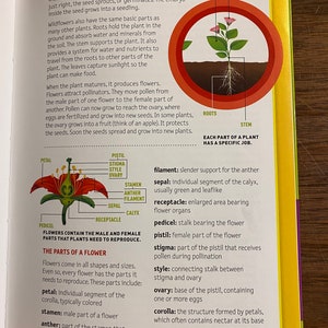 Wildflowers Ultimate Explorer Field Guide National Geographic Kids ...