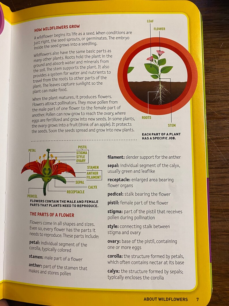 Wildflowers Ultimate Explorer Field Guide National Geographic Kids ...