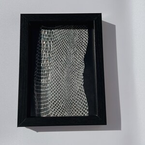 Snake Shed Frame, Snake Shed Home Decor, Snakeskin Home Decor, Framed ...