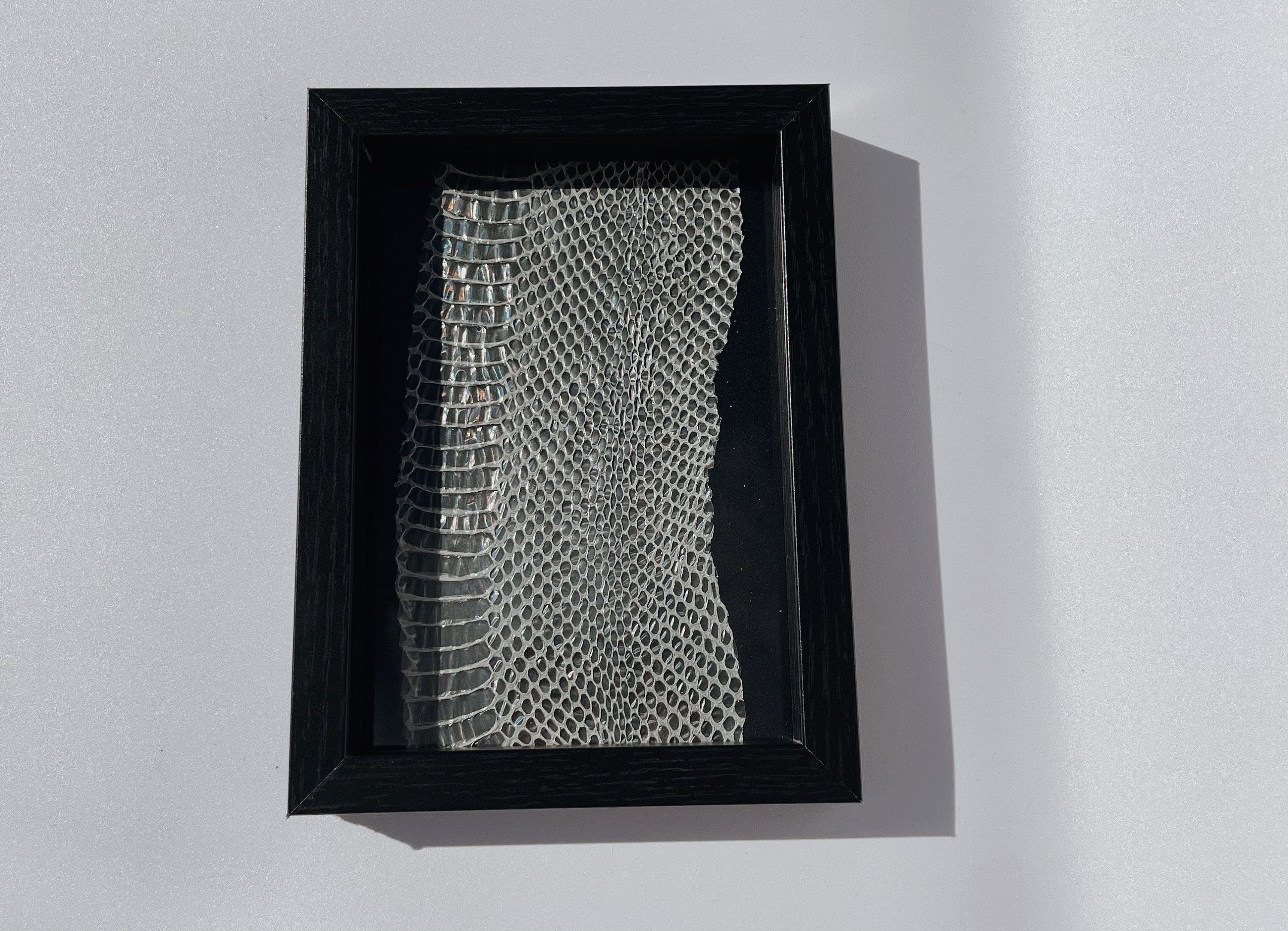 Snake Shed Frame, Snake Shed Home Decor, Snakeskin Home Decor, Framed ...