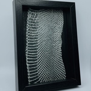 Snake Shed Frame, Snake Shed Home Decor, Snakeskin Home Decor, Framed ...