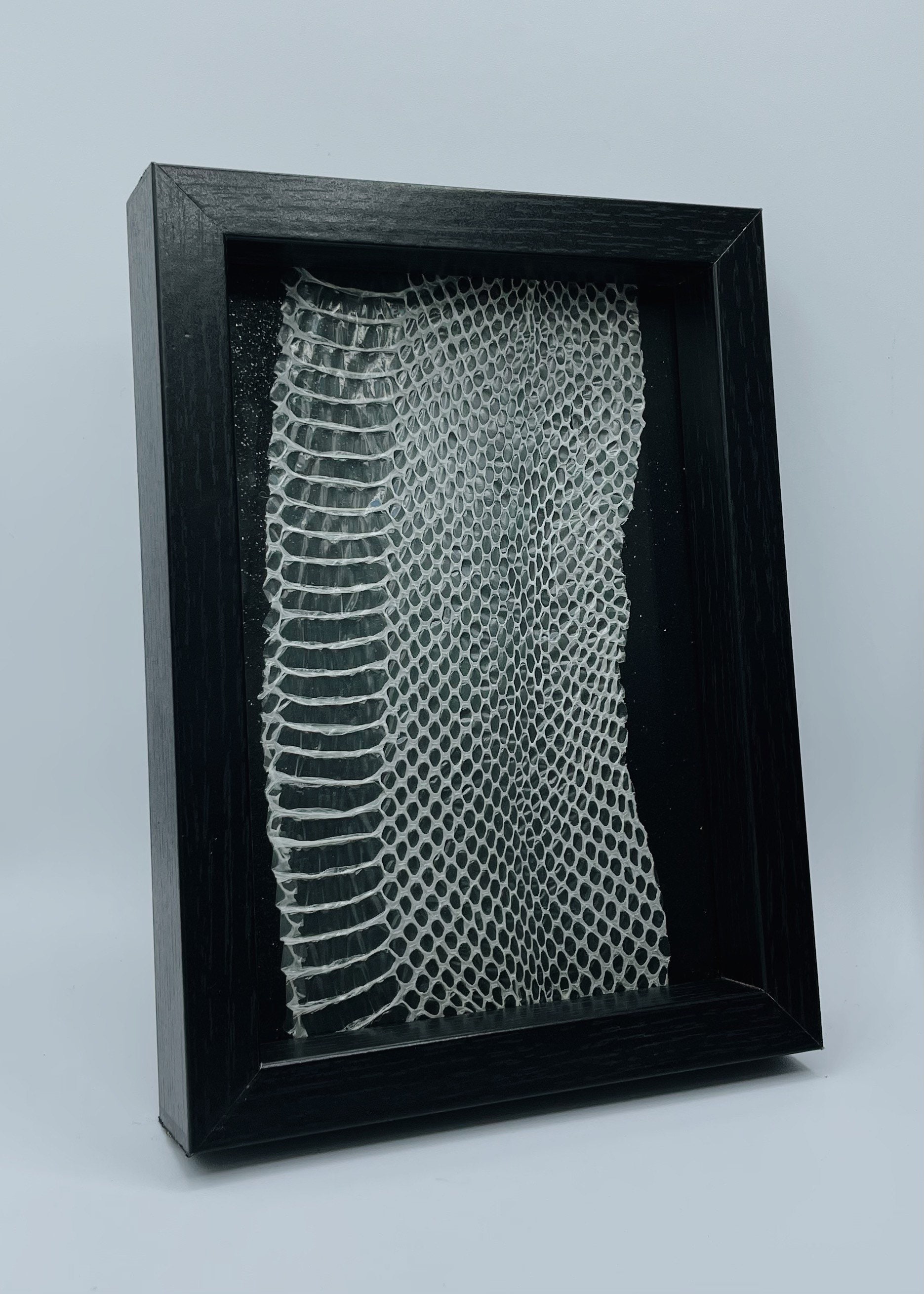 Snake Shed Frame, Snake Shed Home Decor, Snakeskin Home Decor, Framed ...