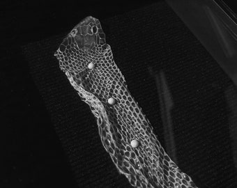 Snake Shed Frame, Snake Shed Home Decor, Snakeskin Home Decor, Framed ...