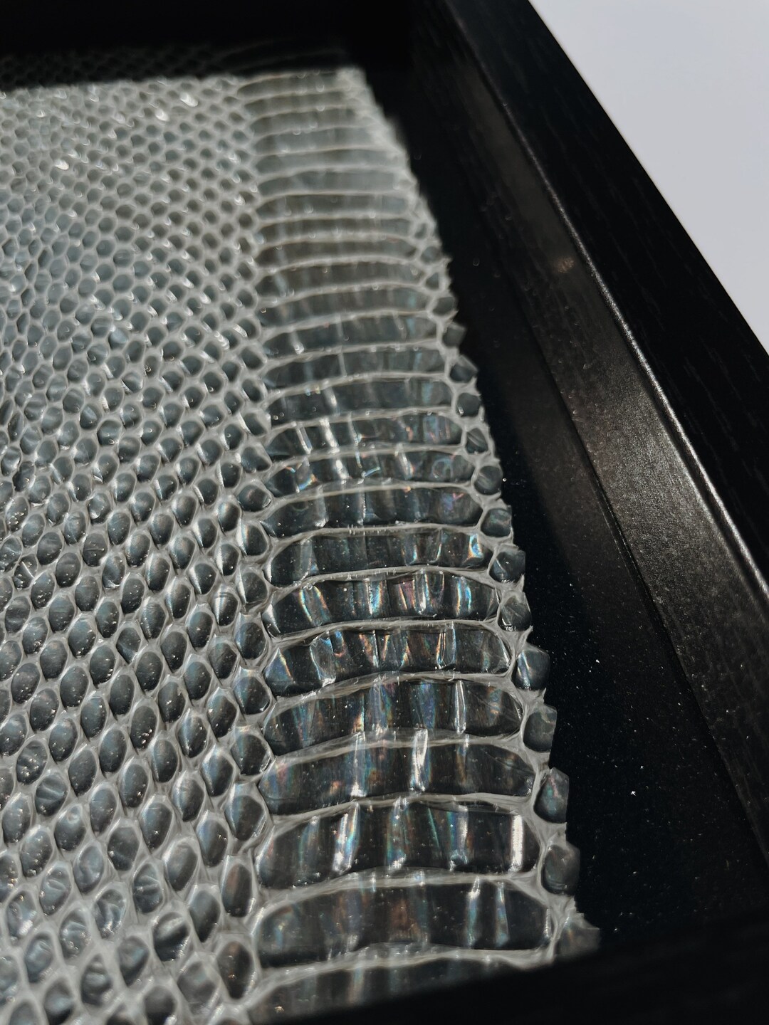 Snake Shed Frame, Snake Shed Home Decor, Snakeskin Home Decor, Framed ...