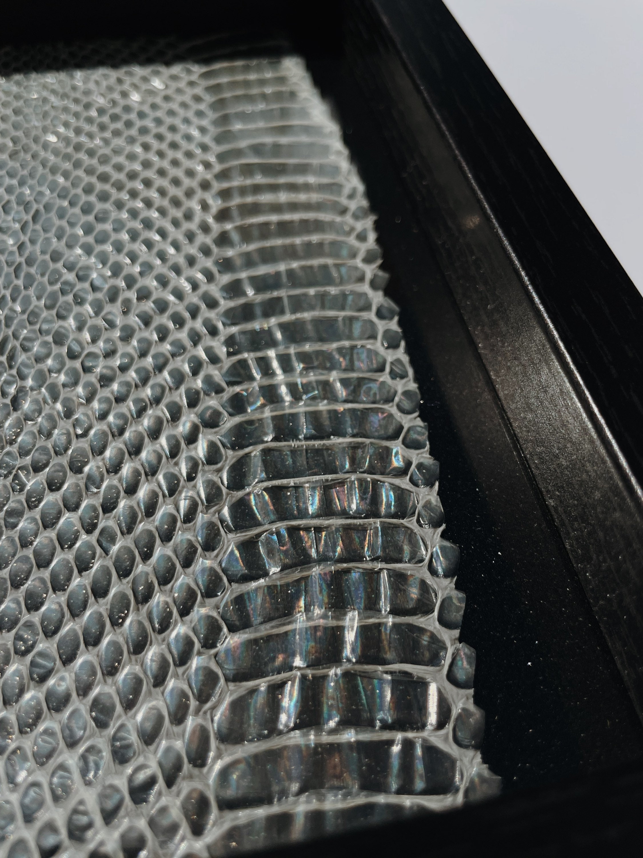 Snake Shed Frame, Snake Shed Home Decor, Snakeskin Home Decor, Framed ...