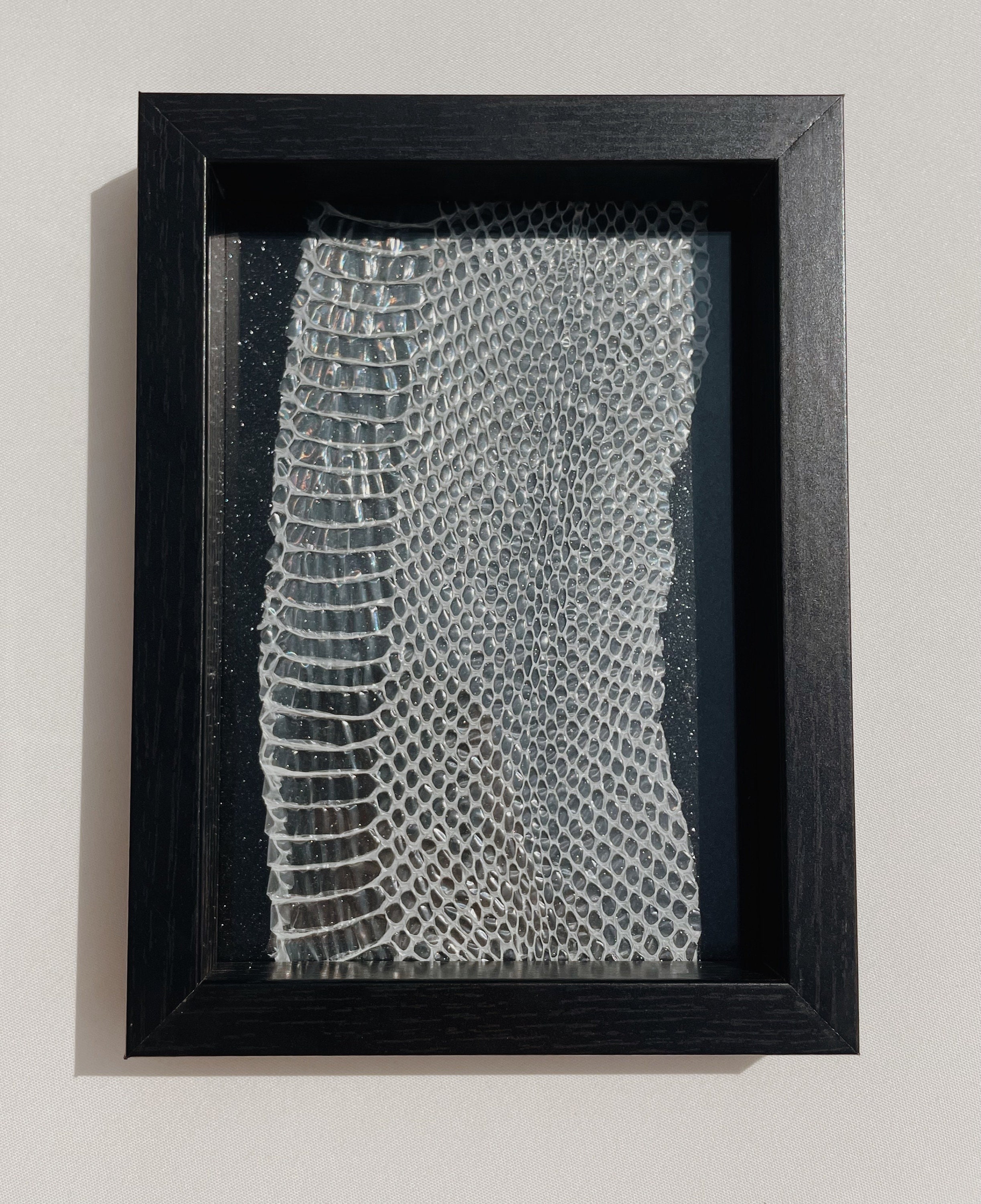 Snake Shed Frame, Snake Shed Home Decor, Snakeskin Home Decor, Framed ...