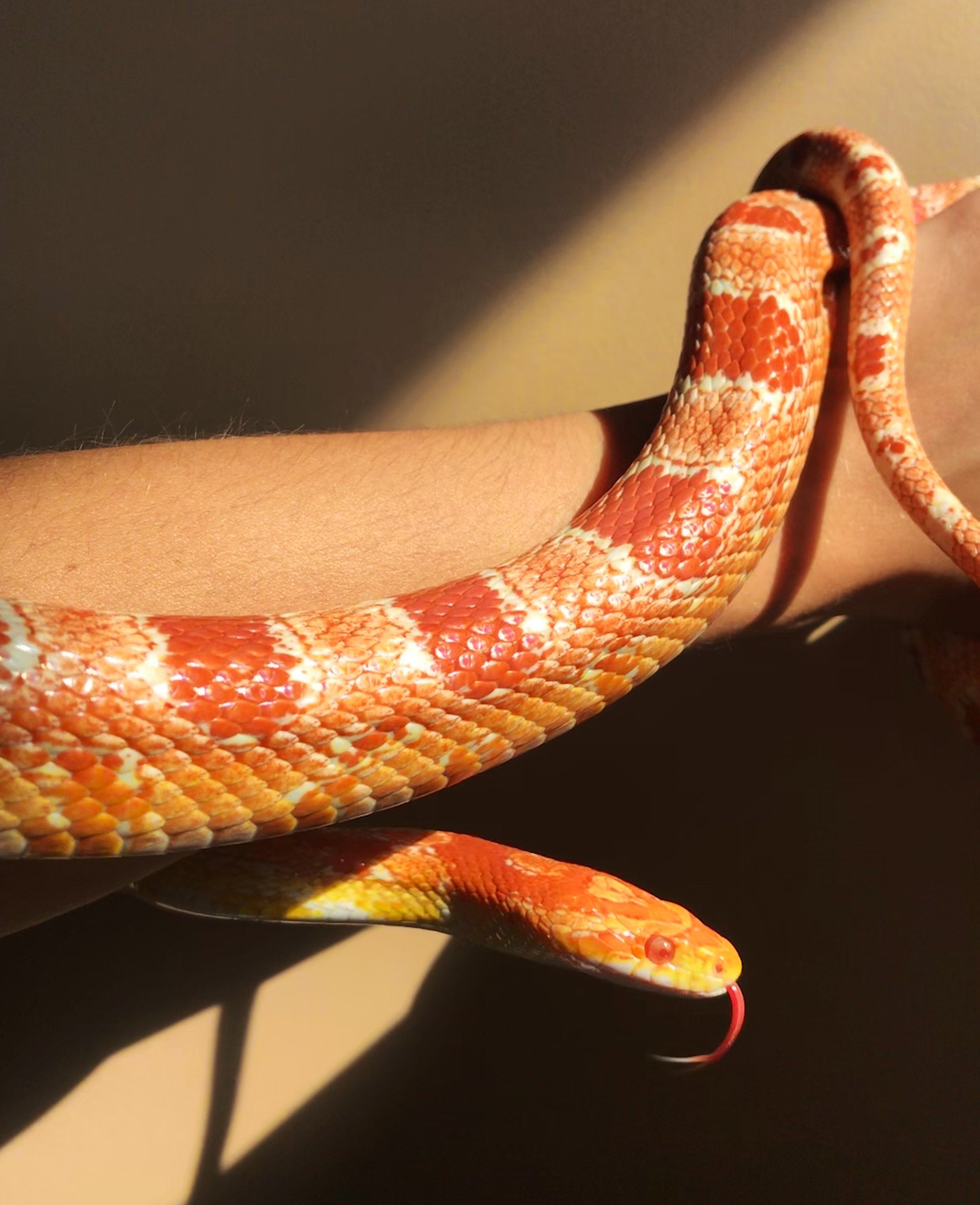 Snake Shed Frame, Snake Shed Home Decor, Snakeskin Home Decor, Framed ...