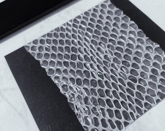 Snake Shed Frame, Snake Shed Home Decor, Snakeskin Home Decor, Framed ...