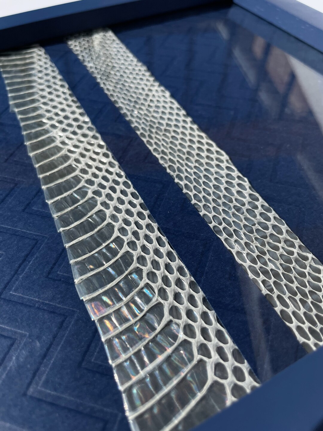 Snake Shed Frame, Snake Shed Home Decor, Snakeskin Home Decor, Framed ...