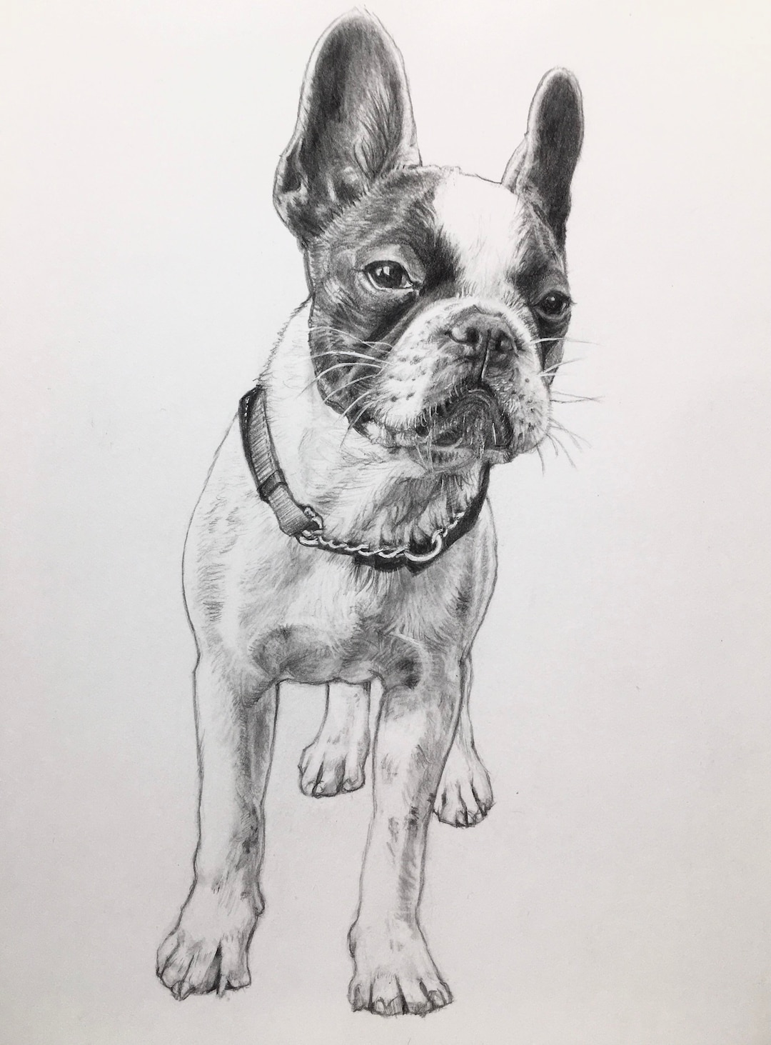 Black and White Frenchton Dog Original Hand Drawn Portrait - Etsy