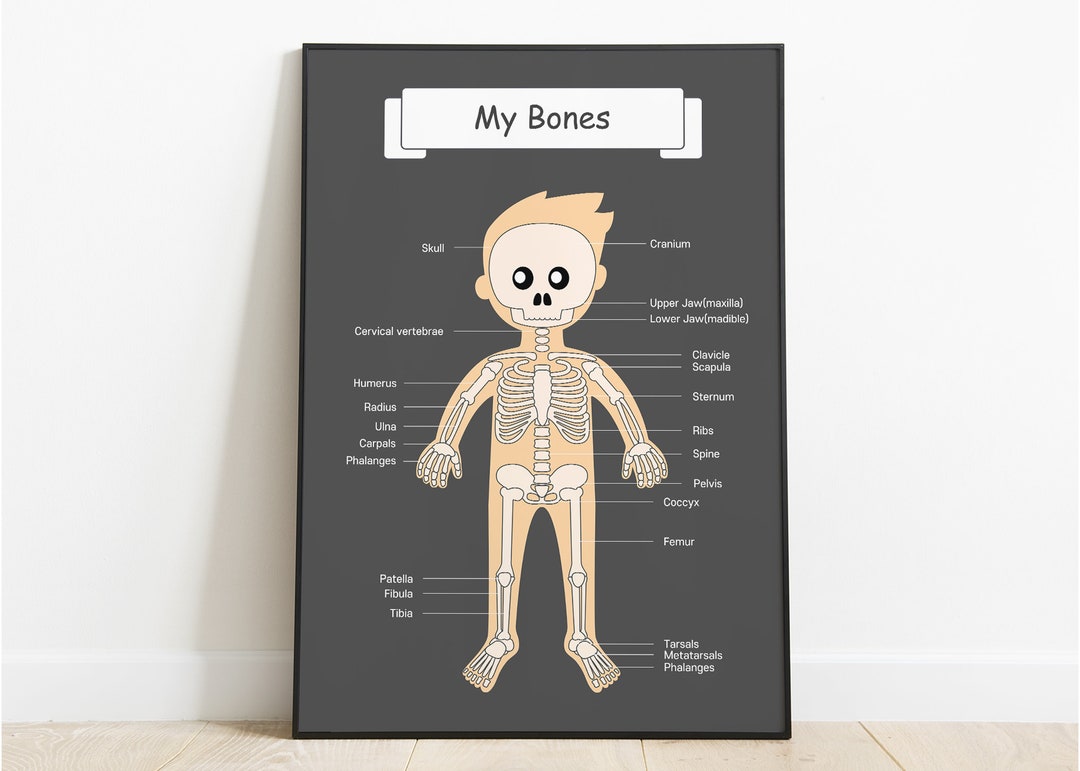 Die Knochen, für Kinder Skelett Anatomie, menschlichen Körper druckbare ...