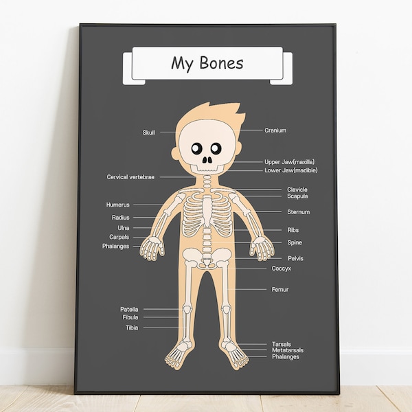 Skeleton Bone Bones - Etsy