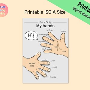 Parts of the Body, for Kids Anatomy, My Hands Printable Poster ...