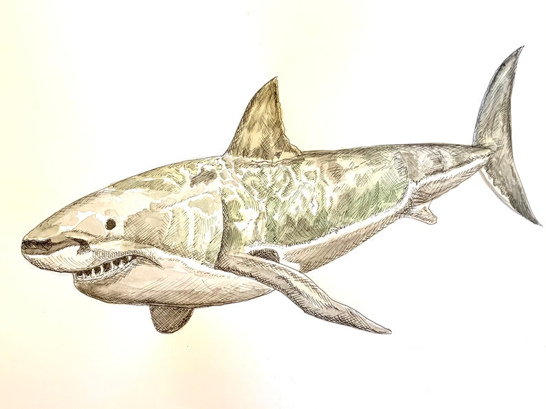 Great White Shark - Original Shark Wall Art - Ideal for Shark Fans and ...