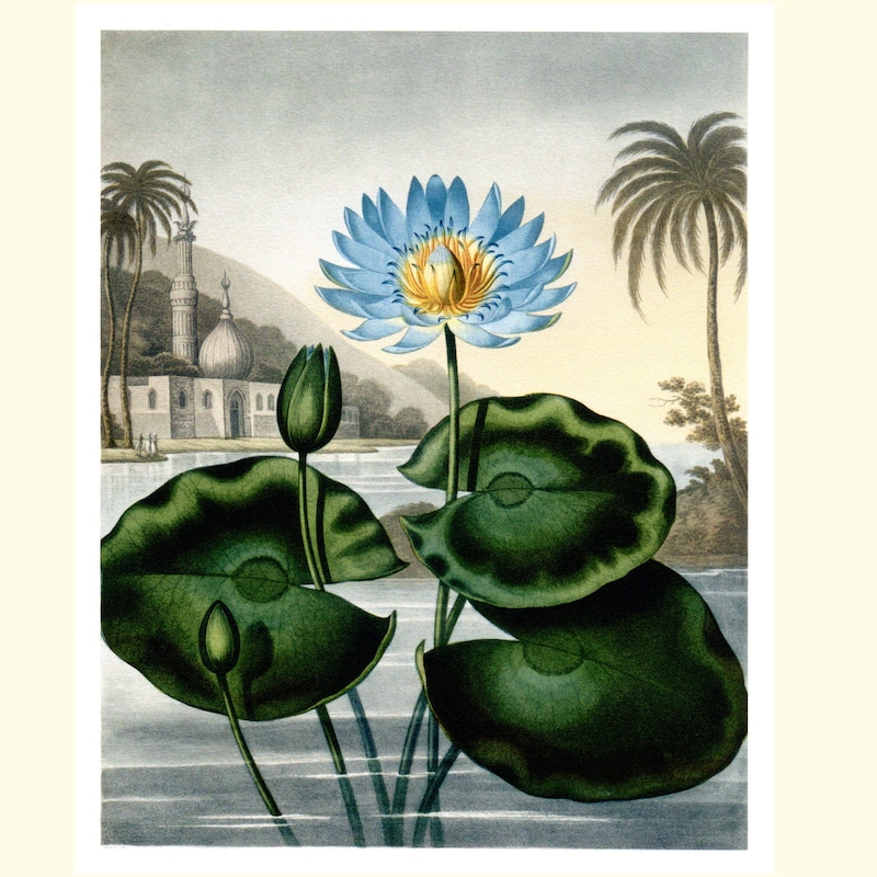 Lotus Flower Print - Etsy