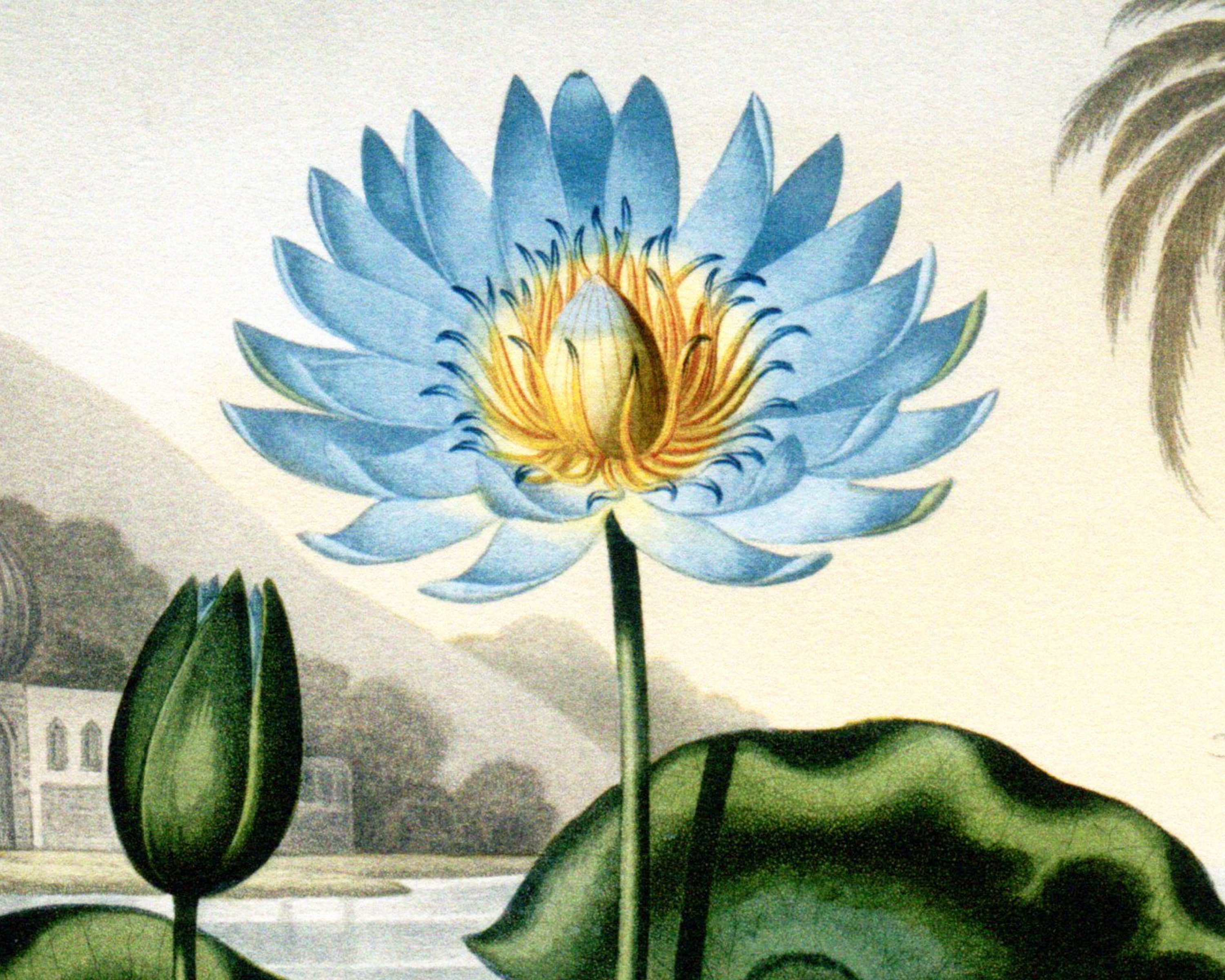 Botanical Print: Egyptian Blue Lotus Flower. Beautiful Fine Art Print ...