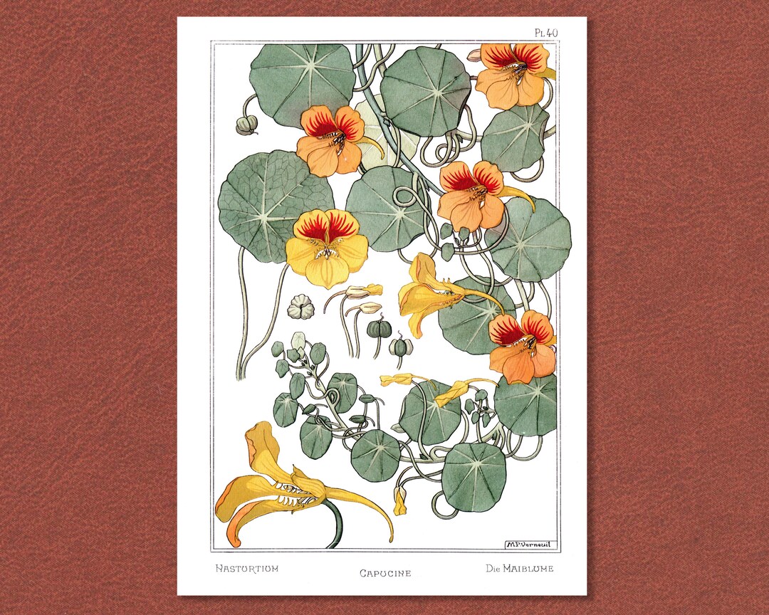 Art Nouveau Botanical Print, 'capucine' Floral Illustration, M ...