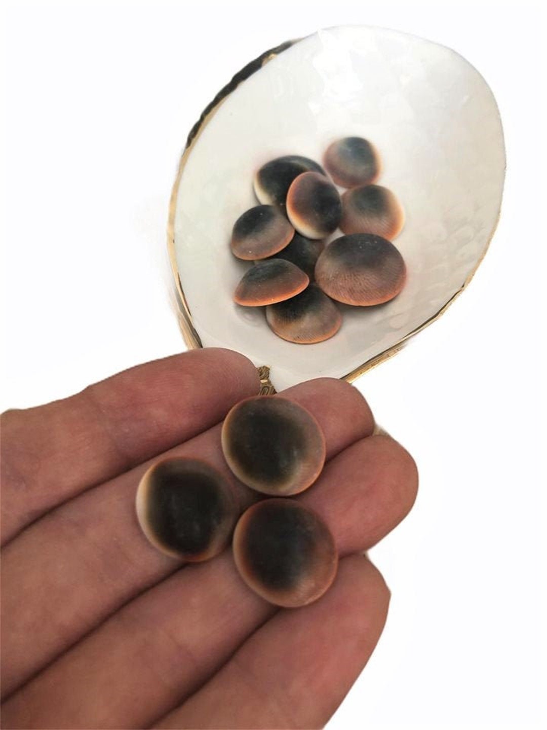 Shell Decorseashell Decorshell Home Decorseashell - Etsy