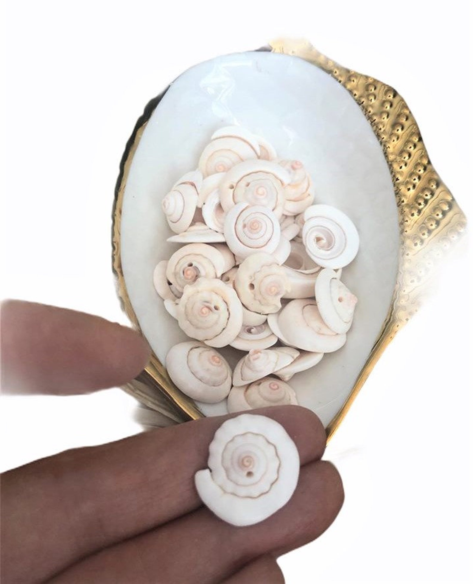 White Cowrie Shell Charmseashell Charmscowrie Shell - Etsy