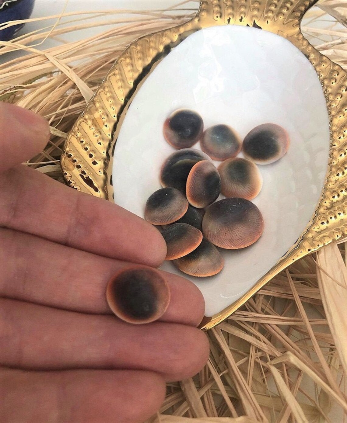 Shell Decorseashell Decorshell Home Decorseashell - Etsy