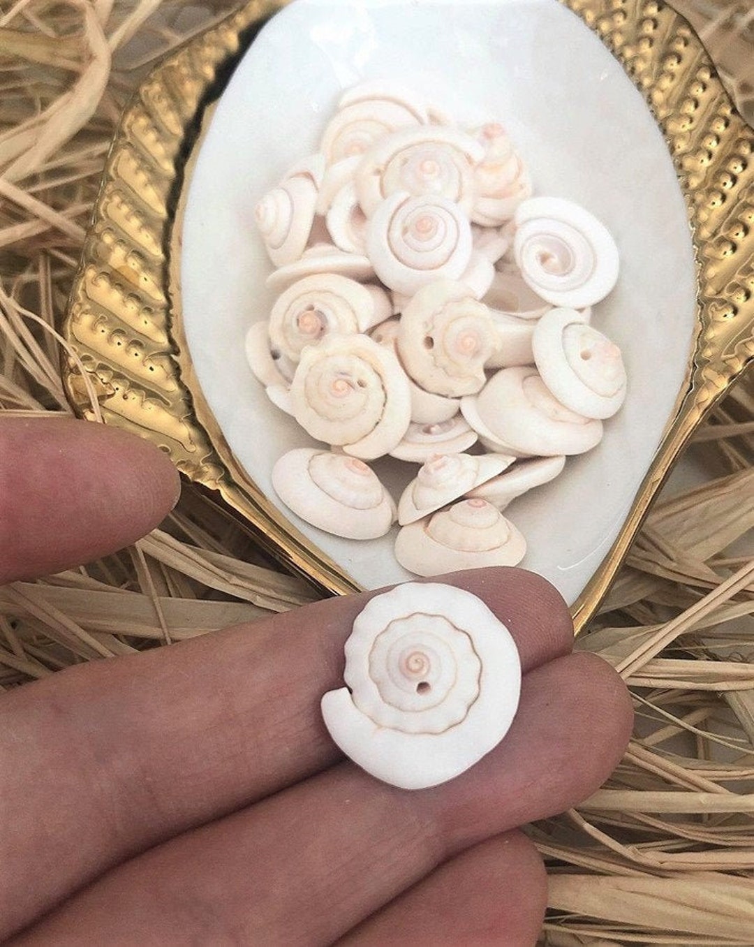 White Cowrie Shell Charm,seashell Charms,cowrie Shell Beads,,seashell ...