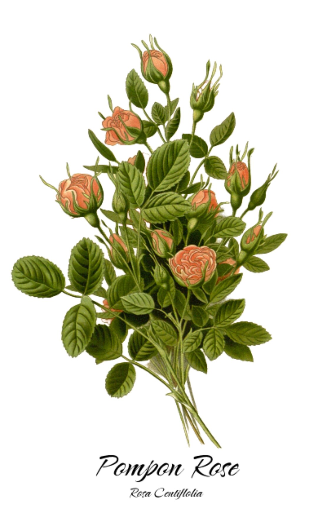Pompon Rose Art Print: Vintage Botanical Illustration - Etsy