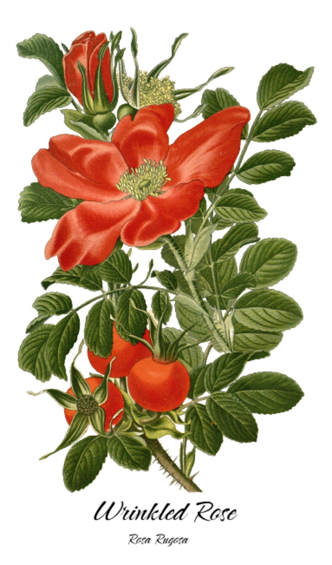 Wrinkled Rose Botanical Art Print Antique Engraving Flower Wall Art ...