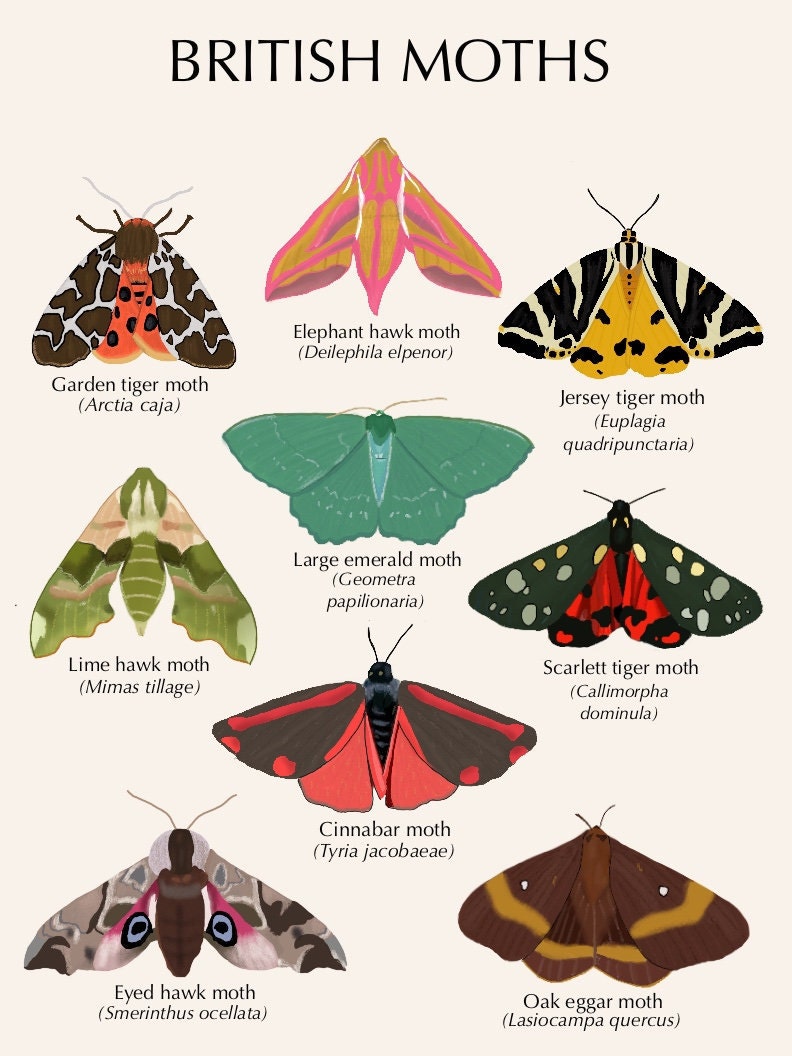 British Day Flying Moths Identification Guide Fsc Mot - vrogue.co British Day Flying Moths Identification Guide Fsc Mot - vrogue.co