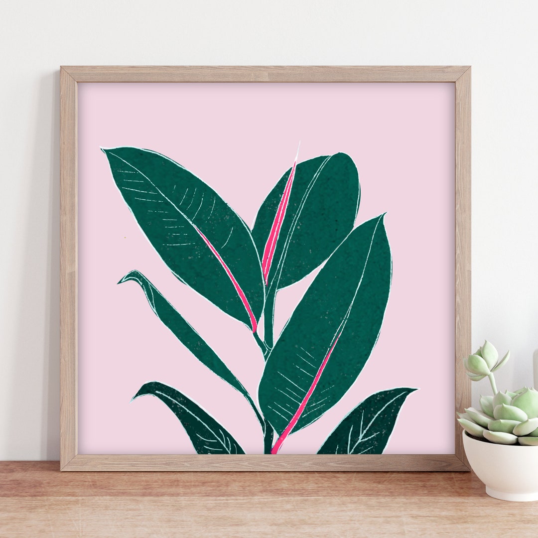 Square House Plant Print, Botanical Art, Rubber Plant Illustration ...