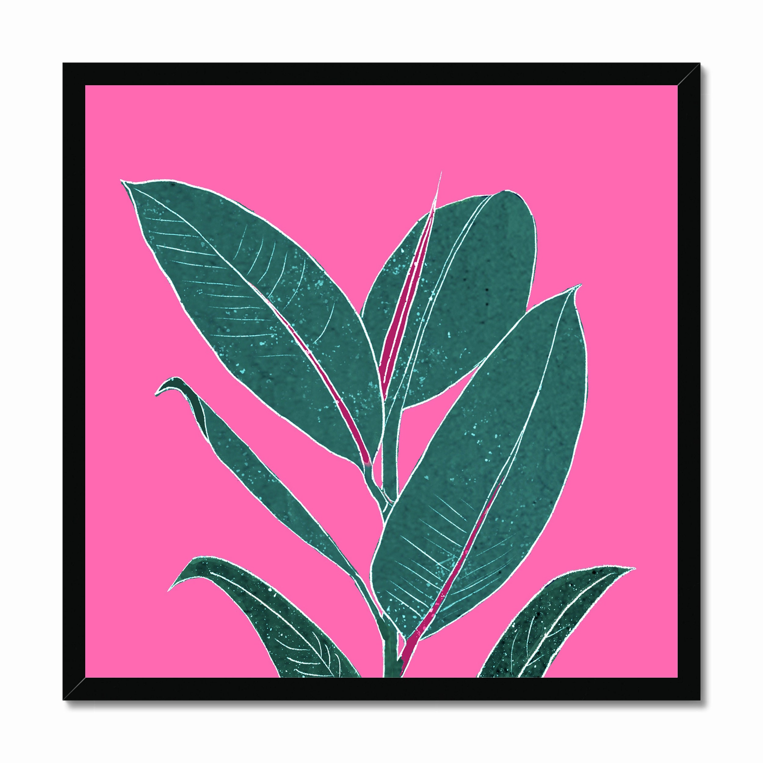 Square House Plant Print Botanical Art Rubber Plant - Etsy UK