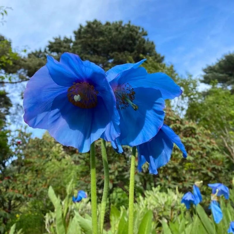 Himalayan Blue Poppy - Etsy