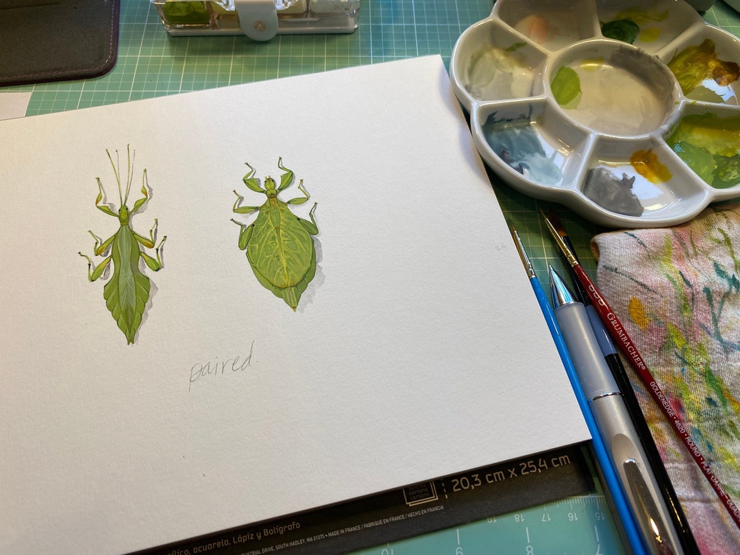 Paired Phyllium Jacobsoni Beetles Limited Edition Archival - Etsy